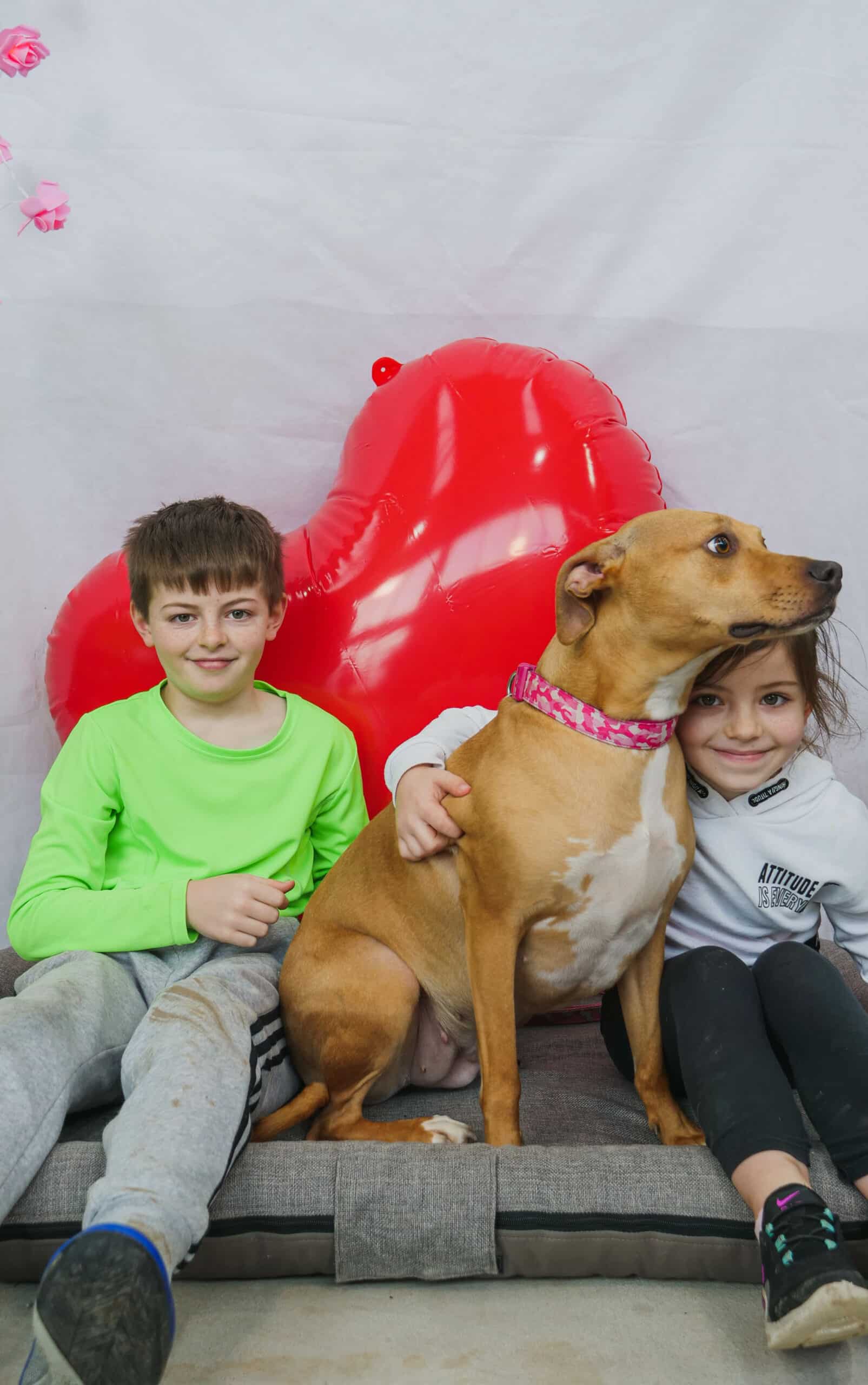 Dog Date 2020 Photo Album – Bray Retail Park